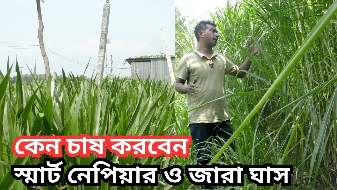 কেন চাষ করবেন স্মার্ট নেপিয়ার ও জারা ঘাস | Smart Napier & Jara Grass ...