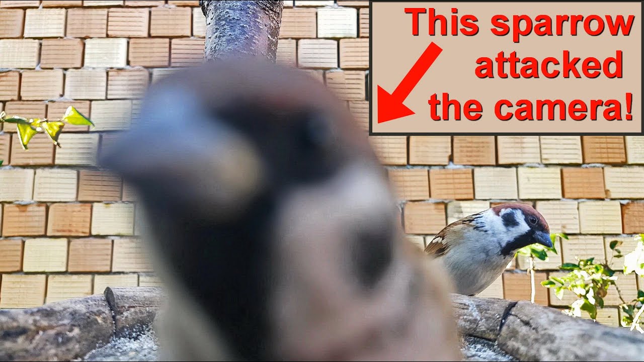 A sparrow attacked the camera! 😵 | Birdcare | Nature - YouTube