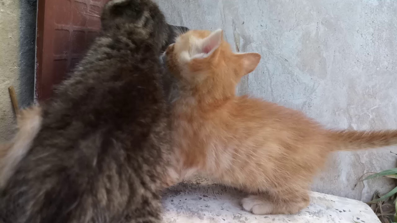 PLAYING KITTENS #3 - YouTube