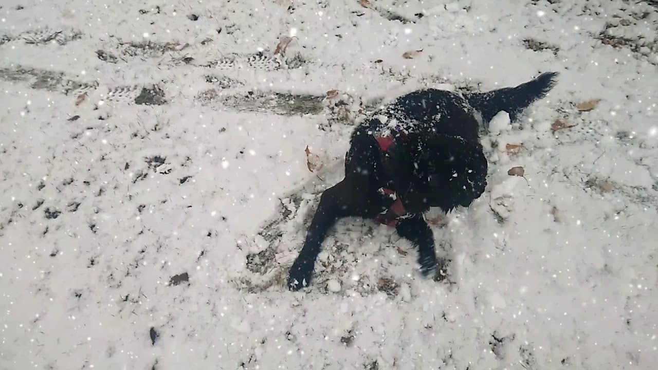 Snowy Paws & Playful Whirls: Peppermint's First Snowfall Extravaganza ...