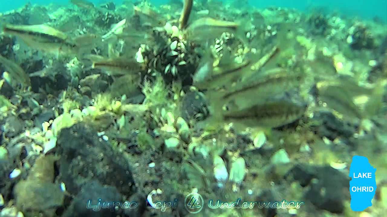 Sound of escaping Fish - YouTube