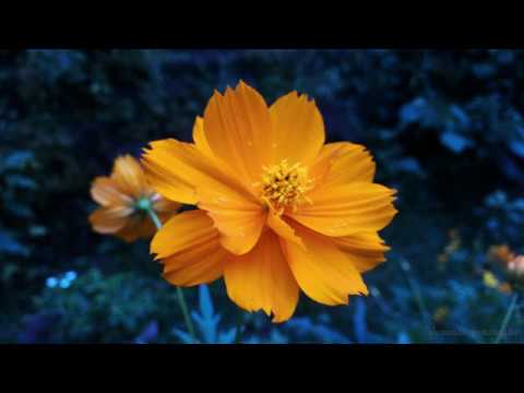 Música Ho'oponopono - Voz Mauricio Duboc - YouTube