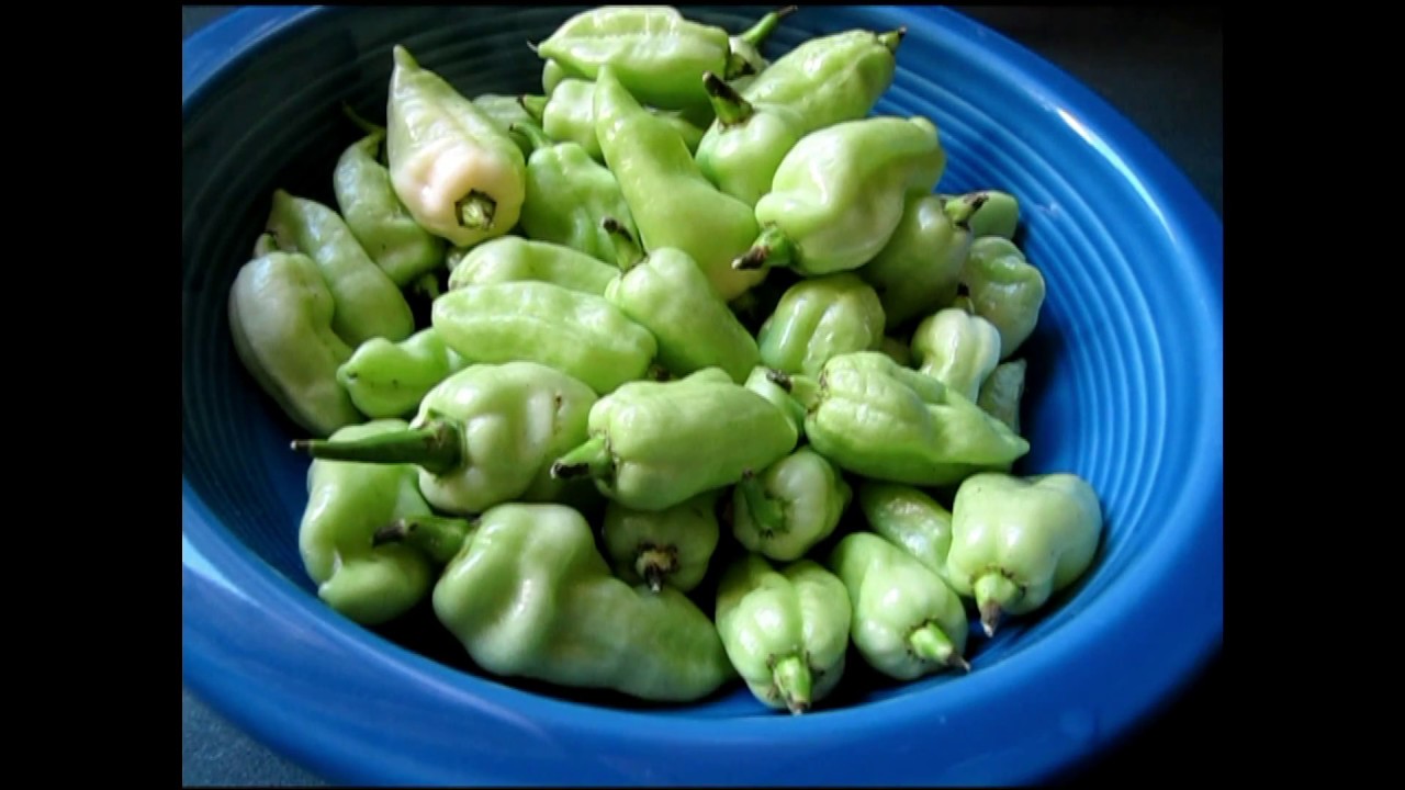 Drying Ghost Peppers - YouTube