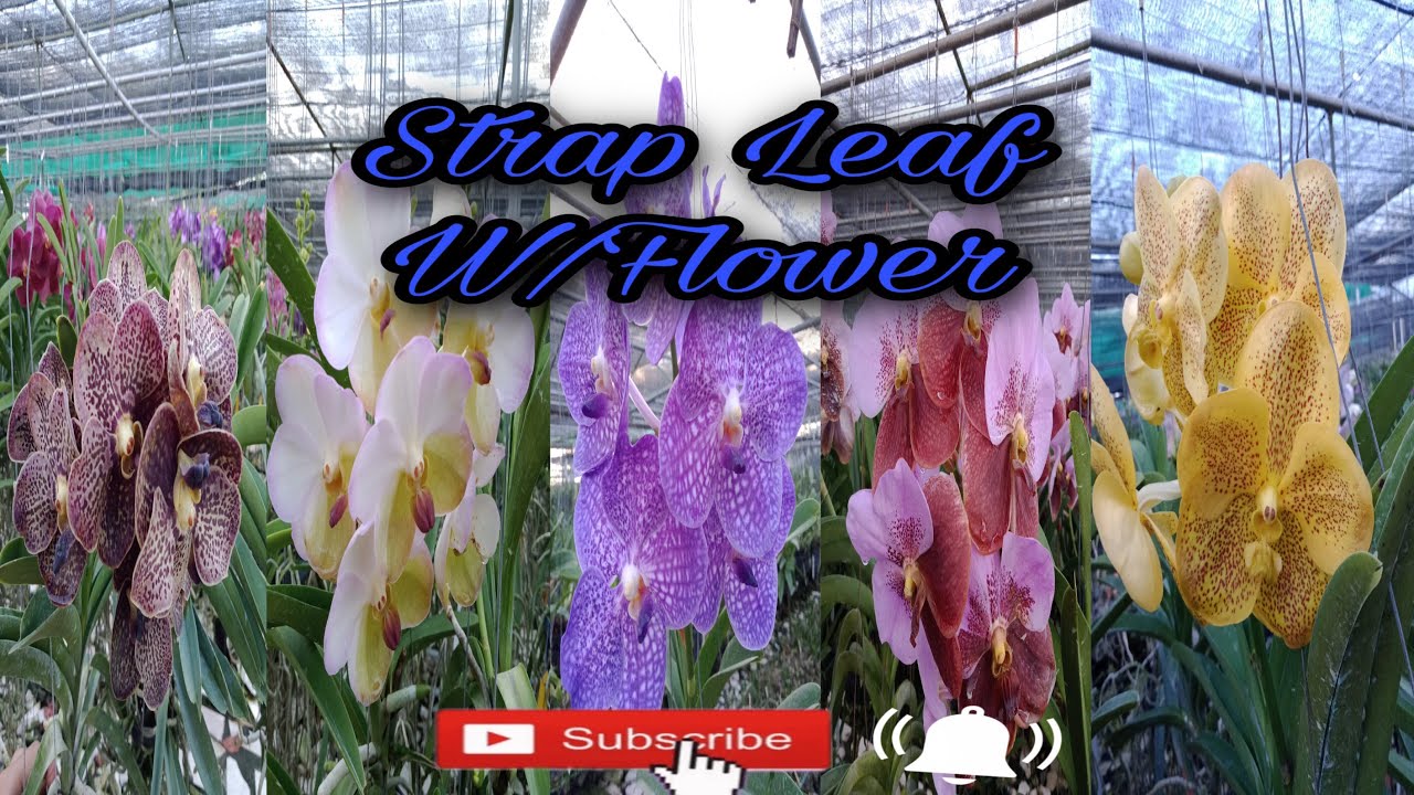 Full Video of Strap Vanda W/Flower (GOLDEN BLOOM ORCHIDS) - YouTube