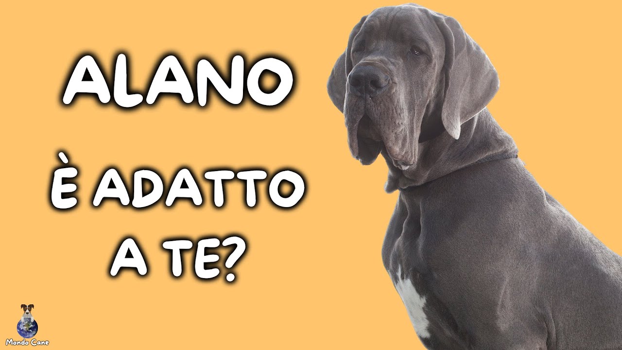 Alano: Cosa Sapere - YouTube