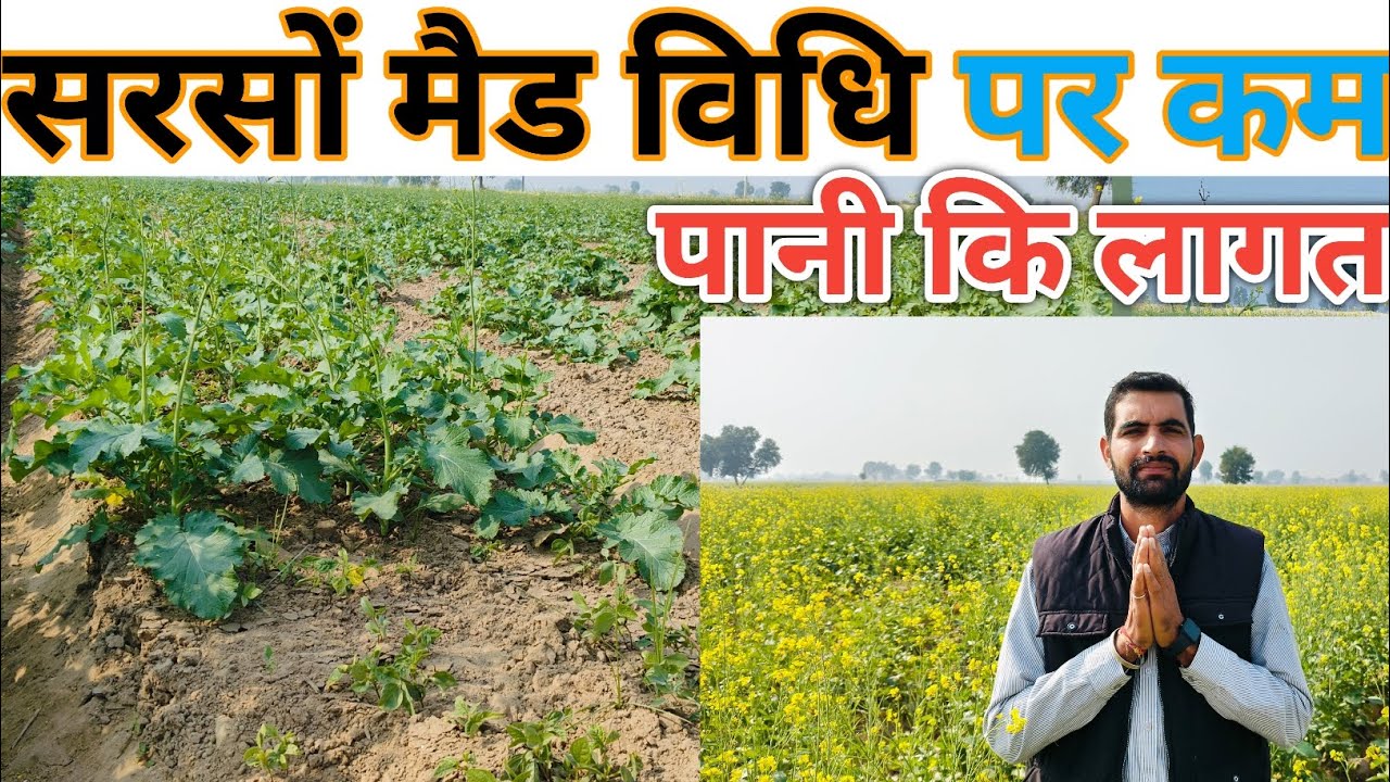 सरसों कि फसल कम पानी कि लागत || मैड विधि से बिजाई || sarso ki kheti ...