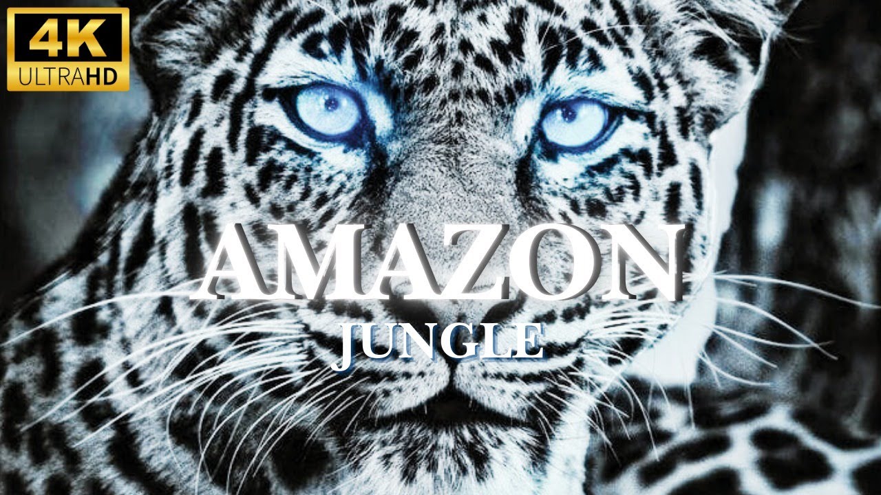 Amazon Jungle 4K: Wild Animals of the Rainforest |Relaxation Film ...