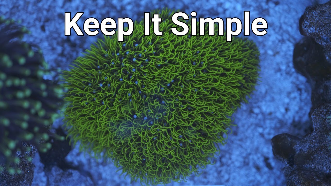 Do We Overcomplicate Saltwater Tanks? The Prestige Reef Dork Show Ep 7 ...