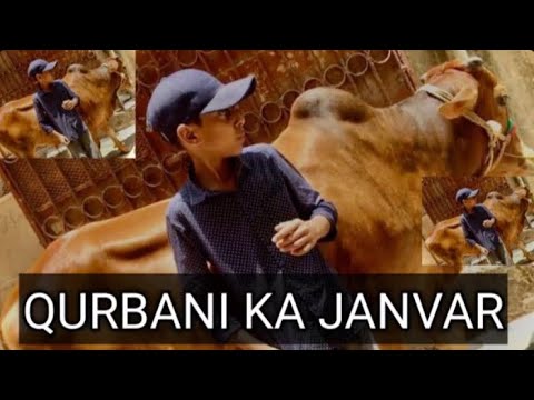 alhamdulillah qurbani ka janver leleya - YouTube
