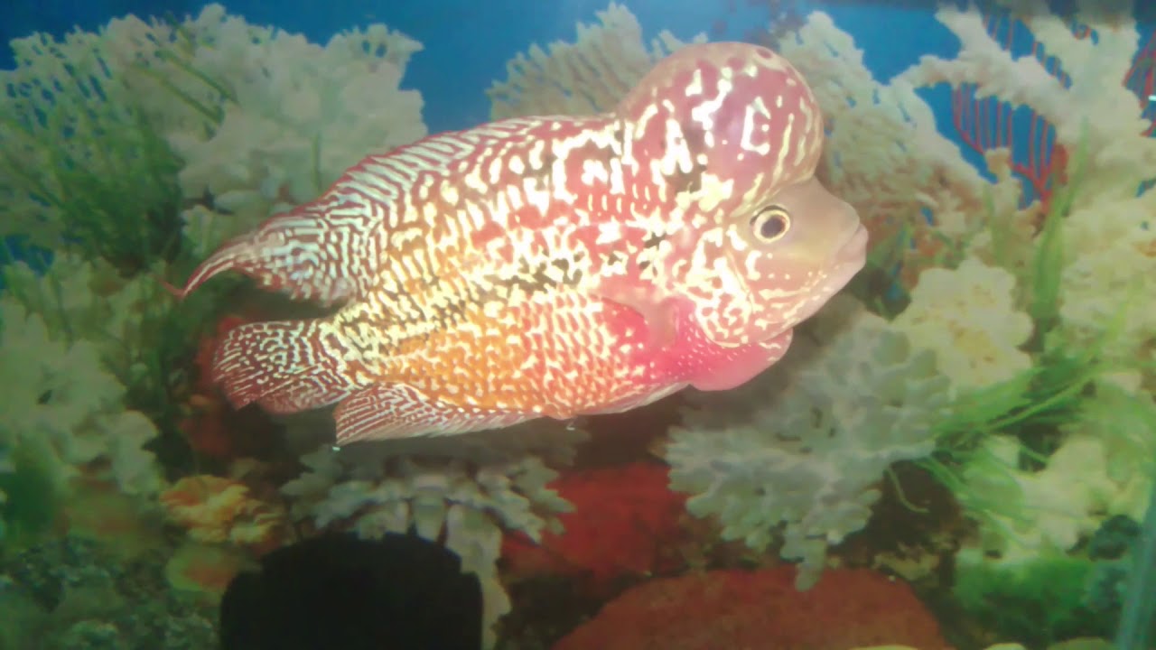 King Kamfa Đẹp Vip 16/7/2018 Việt Nam - YouTube