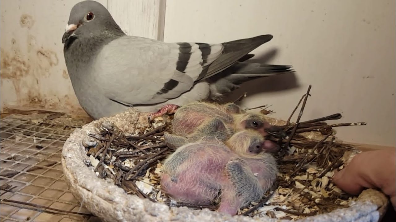 Trainingszustand und 3. Zucht der Zuchttauben - YouTube