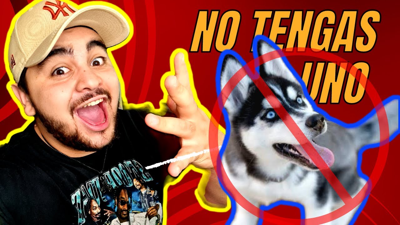 HUSKY EL PEOR PERRO DEL MUNDO. #husky #dog #perro - YouTube