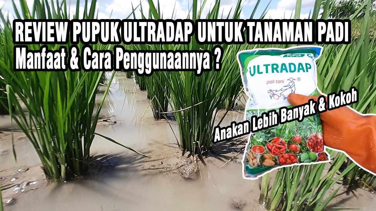 Cara Penggunaan Dan Manfaat Pupuk ULTRADAP Untuk Tanaman Padi - YouTube