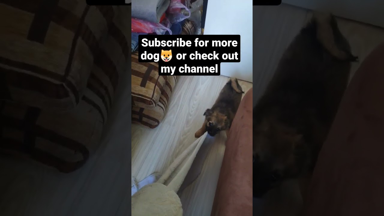 Cute dog | crazy dog | playing dog. must see - YouTube