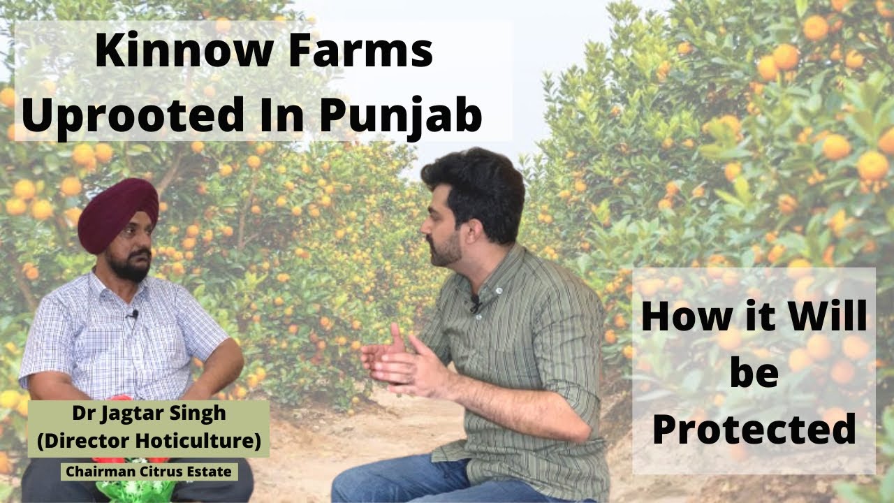 Why Kinnow Orchards UpRooted | Dr Jagtar Singh | How Kinow Orchards of ...