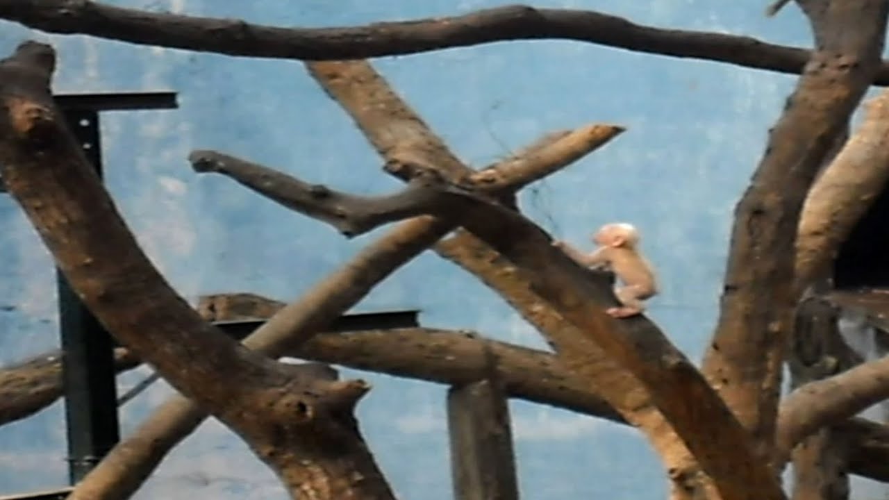 Stump tailed macaque a baby video - YouTube