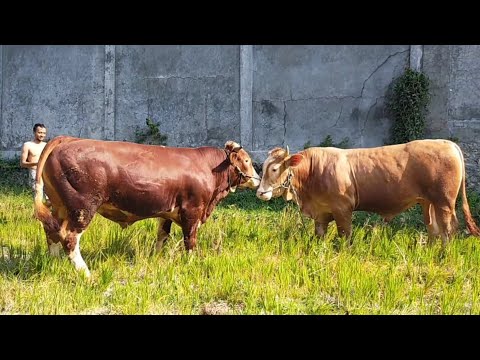 Asyiknya Angon Sapi Di Sawah.