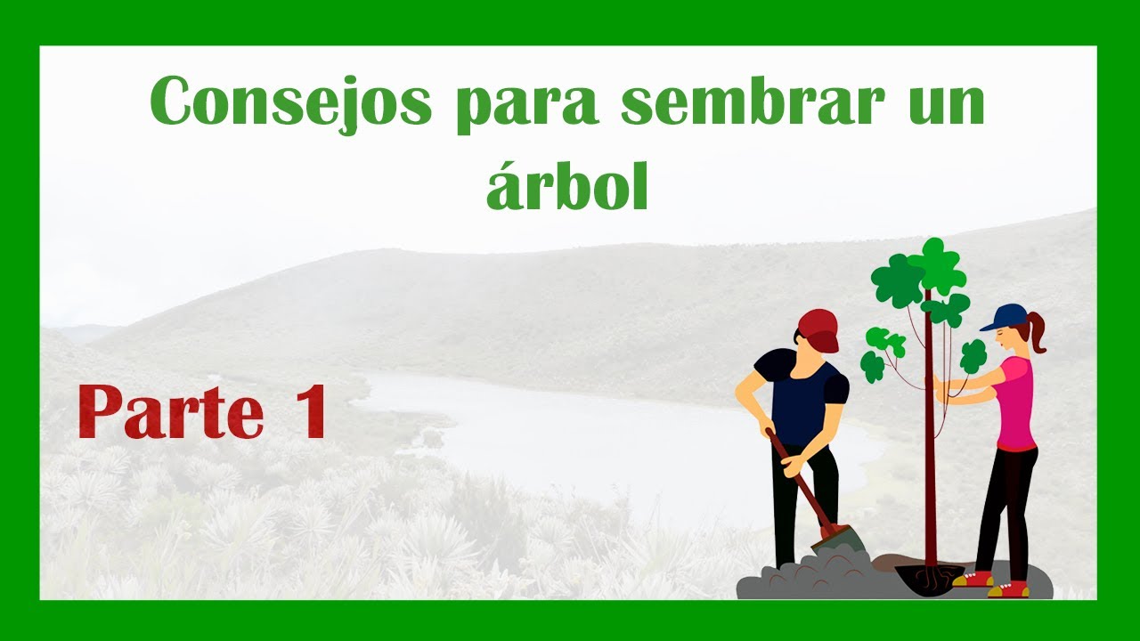 consejos para SEMBRAR UN ÁRBOL (parte 1) 🌲🌏 - YouTube