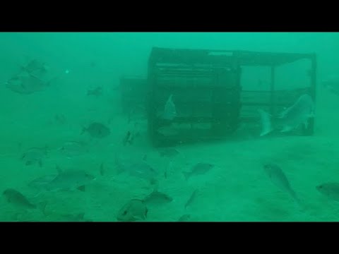 Underwater GoPro footage | 2 Chicken Coops with a lot of life - YouTube