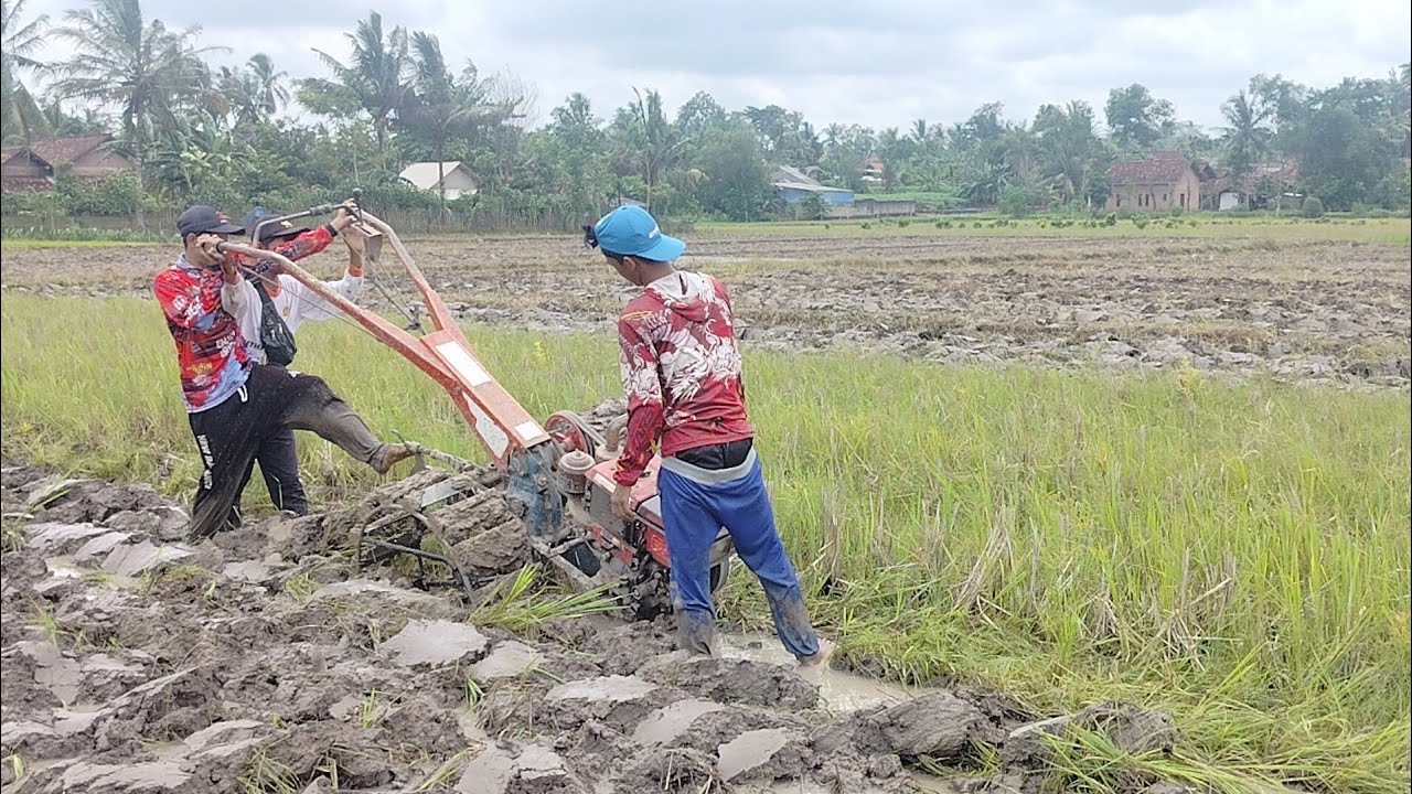 SINGKAL TERTANCAP PROSES PENYINGKALAN LAHAN LEMPUNG - YouTube