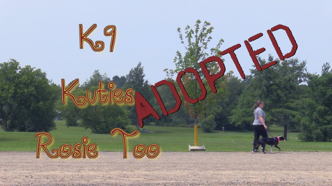 K9 Kuties: "Rosie Too" ** UPDATE**ADOPTED** - YouTube