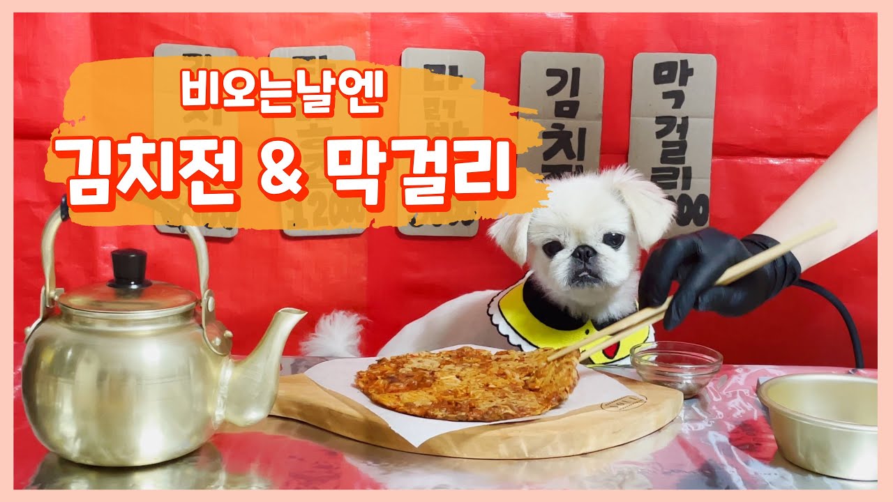 [4K] [ASMR] 페키니즈 김치전 막걸리 먹방 Pekingese KimchiPancake Mukbang ...