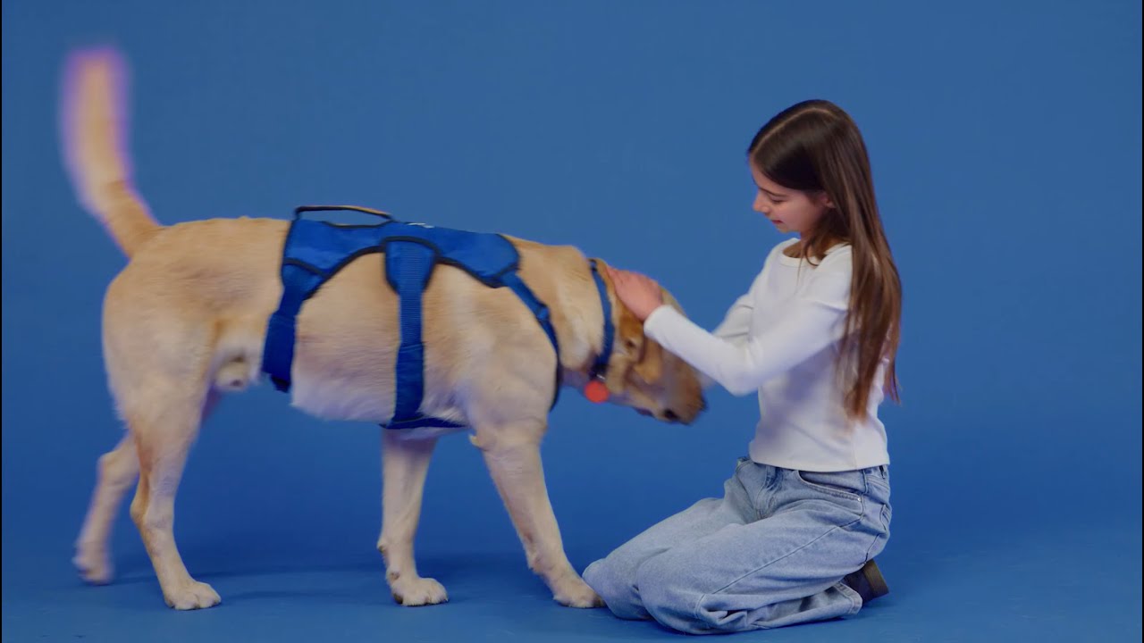 Not just a dog. A lifeline. Assistance Dog Appeal 2025 - YouTube