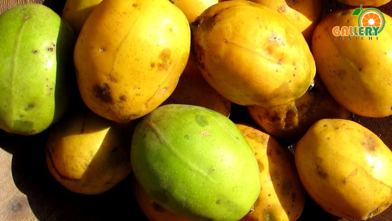 Cara Mudah Meramu KEDONDONG Untuk Obat Batuk, Diare, Dan Disentri ...