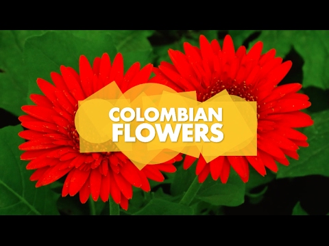 Colombian flowers: the perfect gift. - YouTube