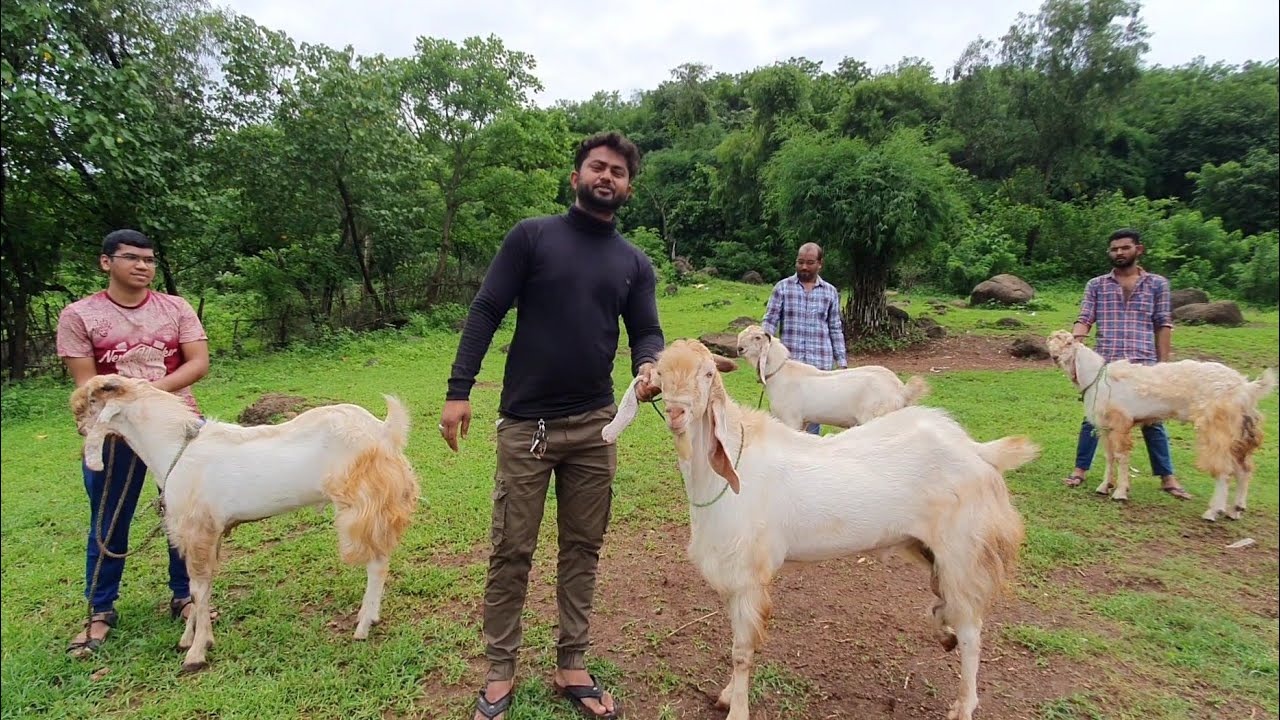 Ghazi Goat Farm Mumbra | Full Jumnapari Collection | 25000 Se. - YouTube