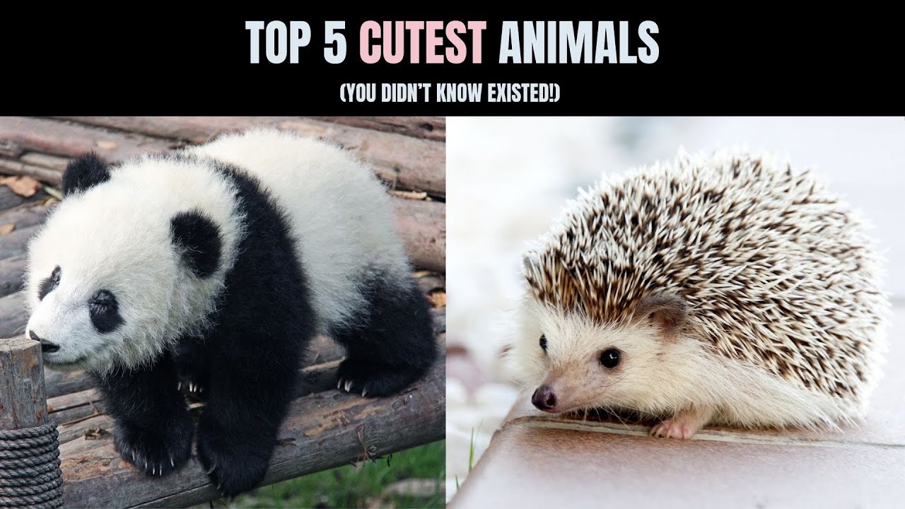 Top 5 Cutest Animals (You Didn't Know Existed!) - YouTube