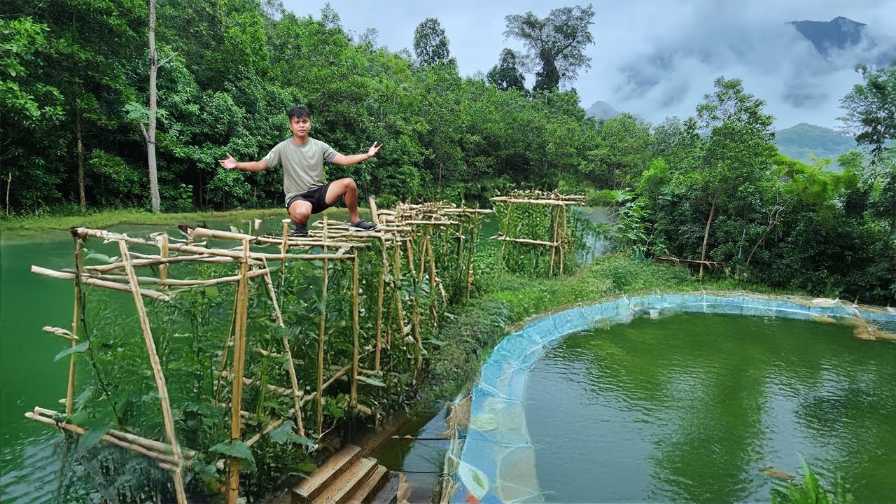 Build a Bamboo Trellis for Bottle Gourd - Sustainable Gardening - YouTube