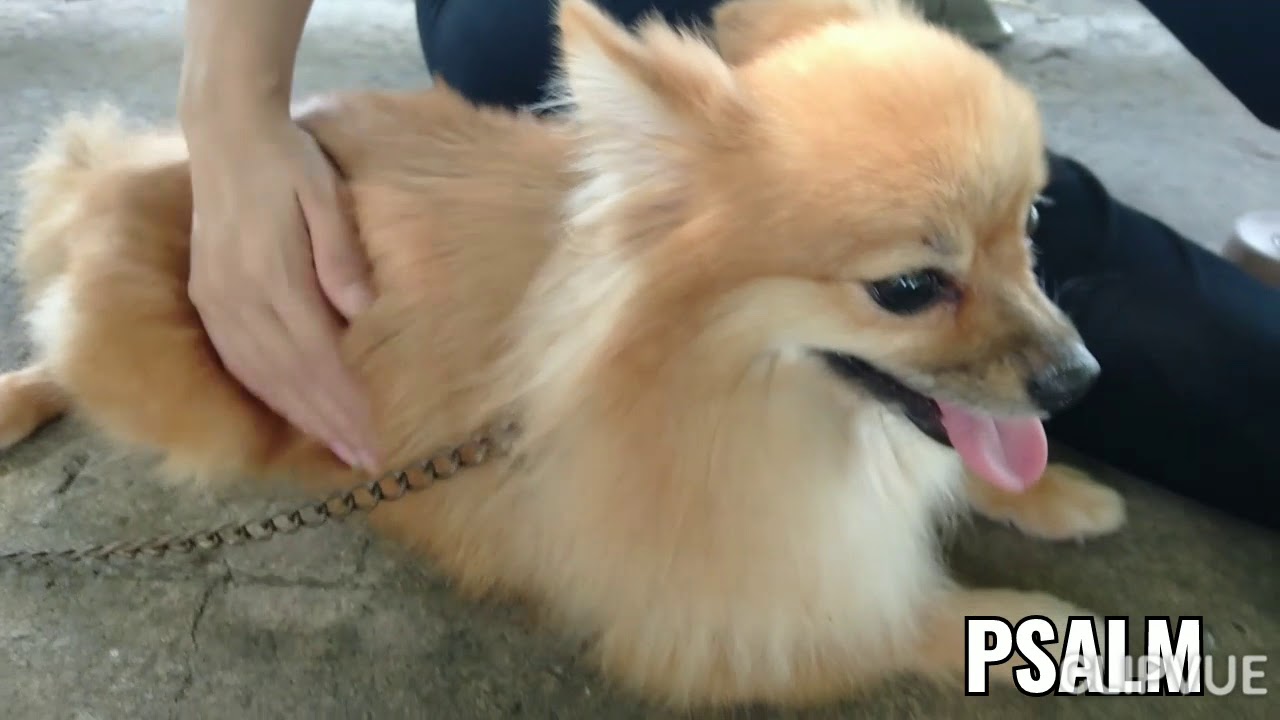 BEIJING DOGS l PEKING HUNDE - YouTube