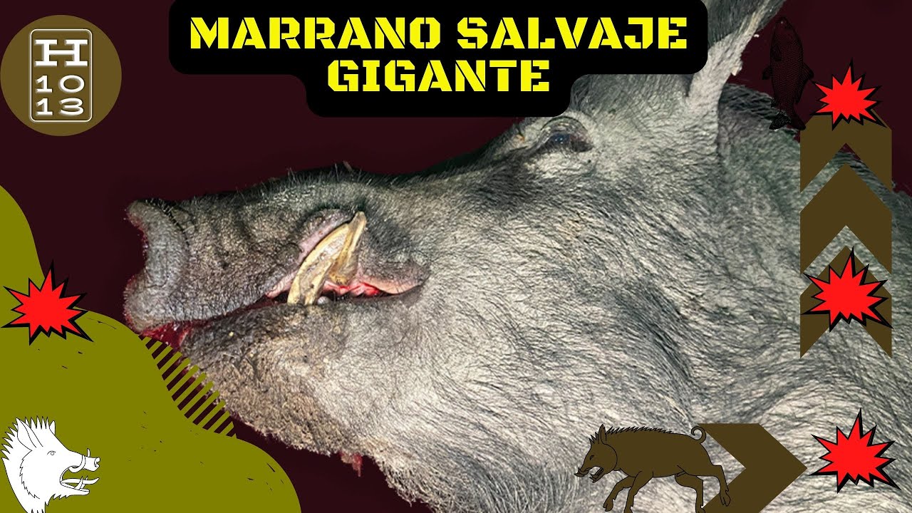 Sabes como dispara un predicador? | Caceria de un Marrano Salvage ...