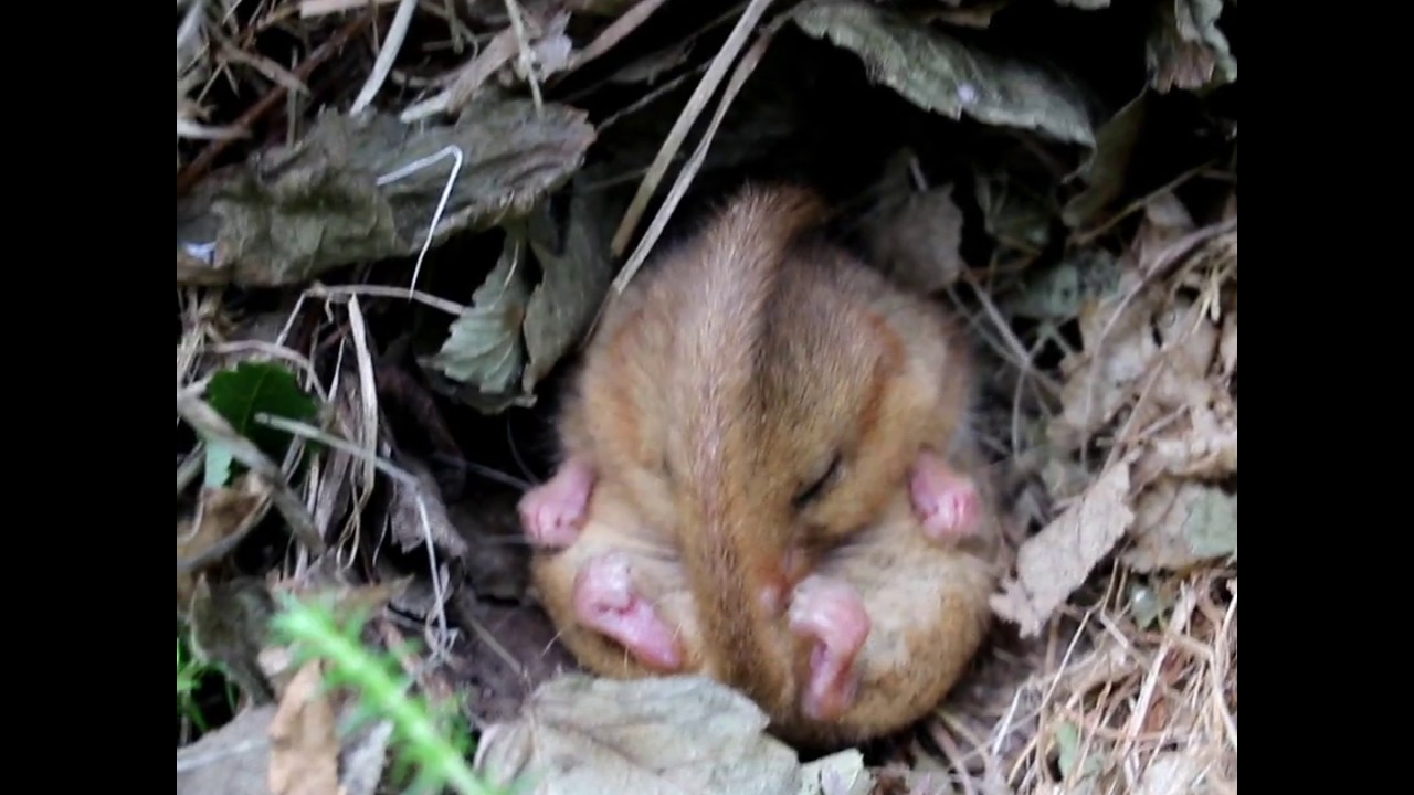 Cute Dormouse - Sleeping Beauty - YouTube