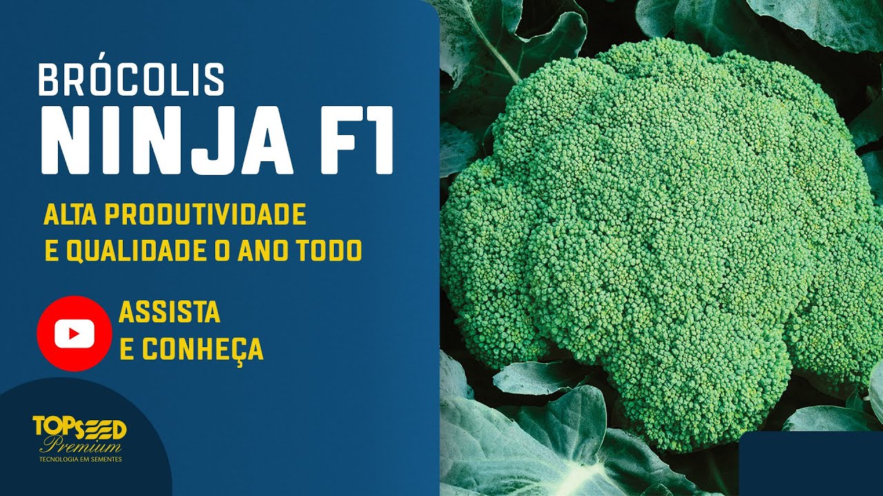 Brócolis Ninja F1 - Lavoura resistente de qualidade excelente! - YouTube