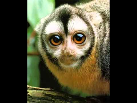 Características de Venezuela: Región Guayana