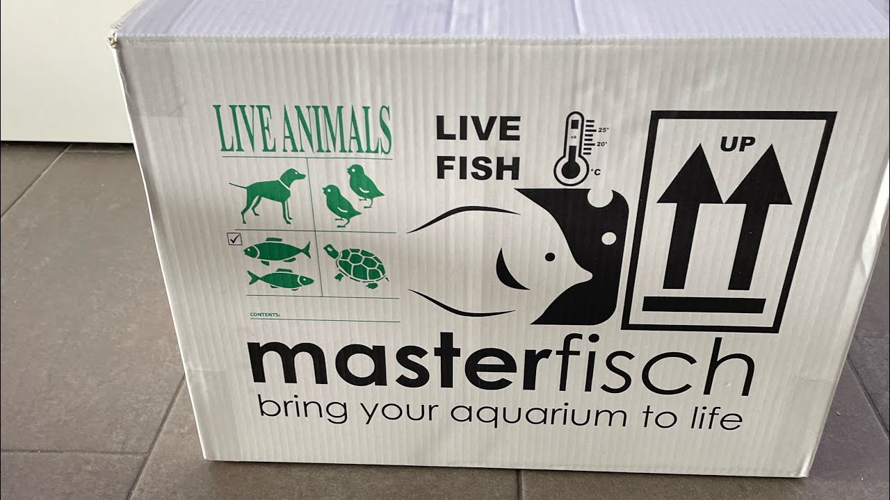 Commande masterfisch - YouTube