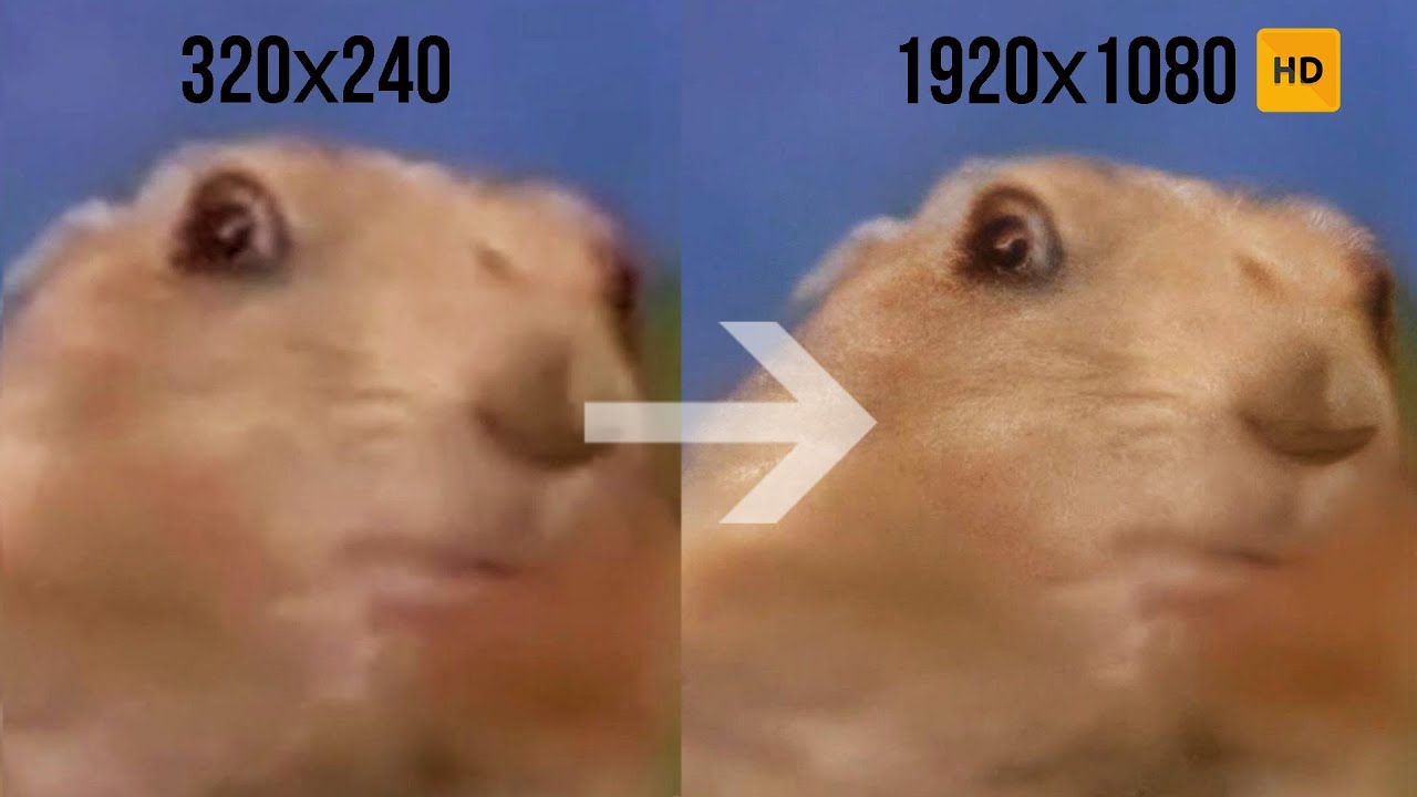 Dramatic look. Famous Marmot HD /2007 → 2019/ AI upscaled meme Dramatic ...