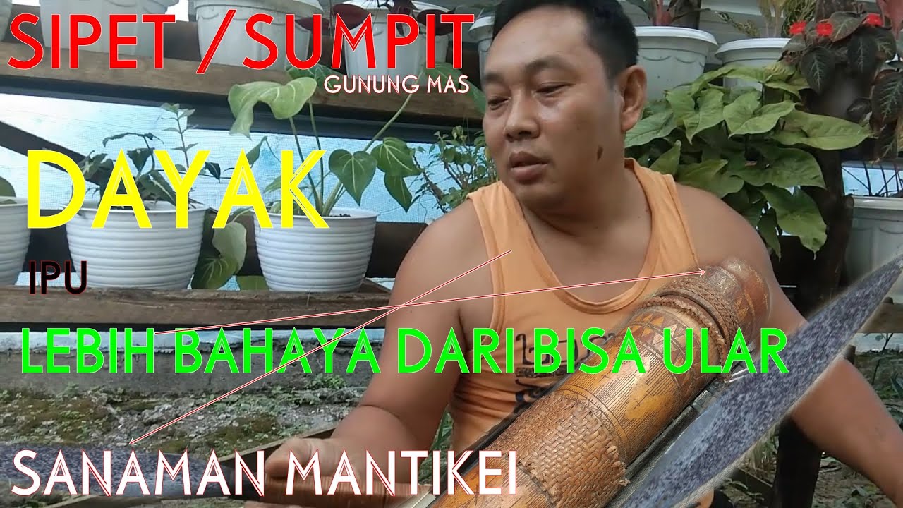Sumpit/Sipet Dayak Kuno Ratusan Tahun ,Sanaman Mantikei - YouTube