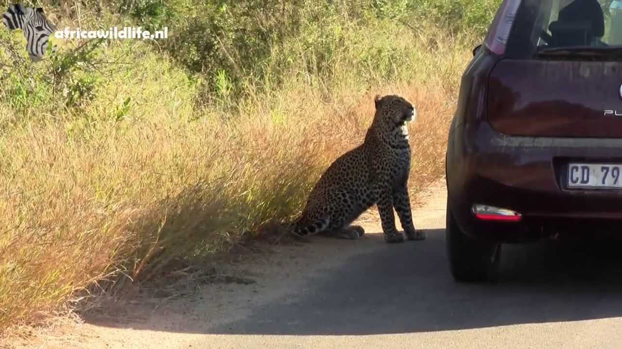 Leopard likes vehicle - YouTube