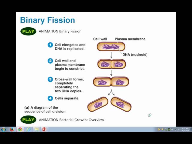 Binary Fission In Bacteria Animation