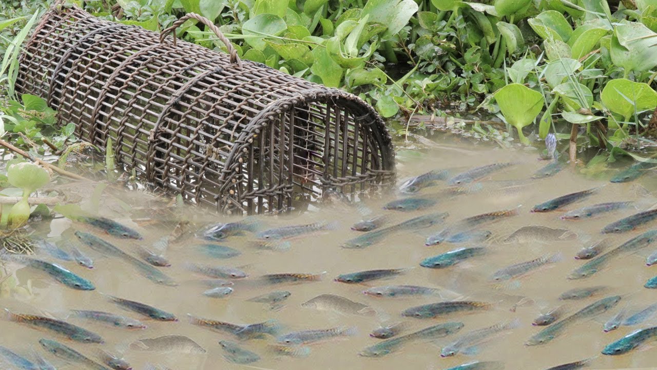 Build Fish Trap System | Technique Fishing With Trap By Bamboo - YouTube