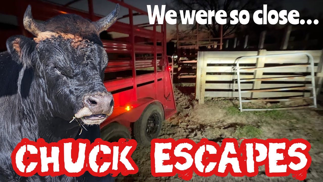 Chuck Escapes the Trailer! - YouTube