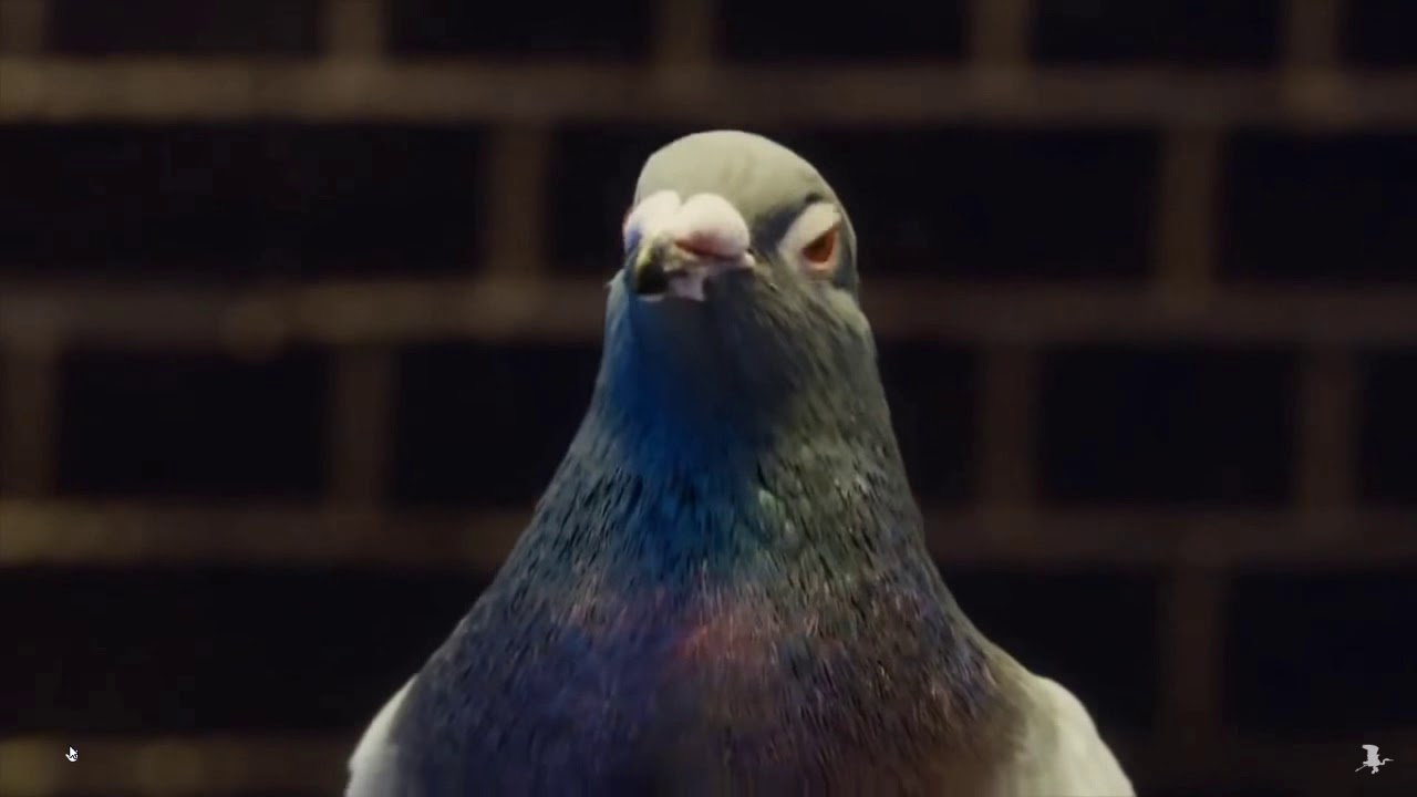 ken heron and chris rolins pigeon jerky - YouTube