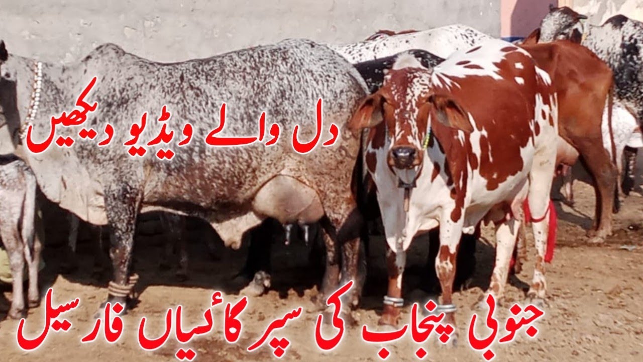 Top 5 Cows in Estren Punjab pakistan - YouTube