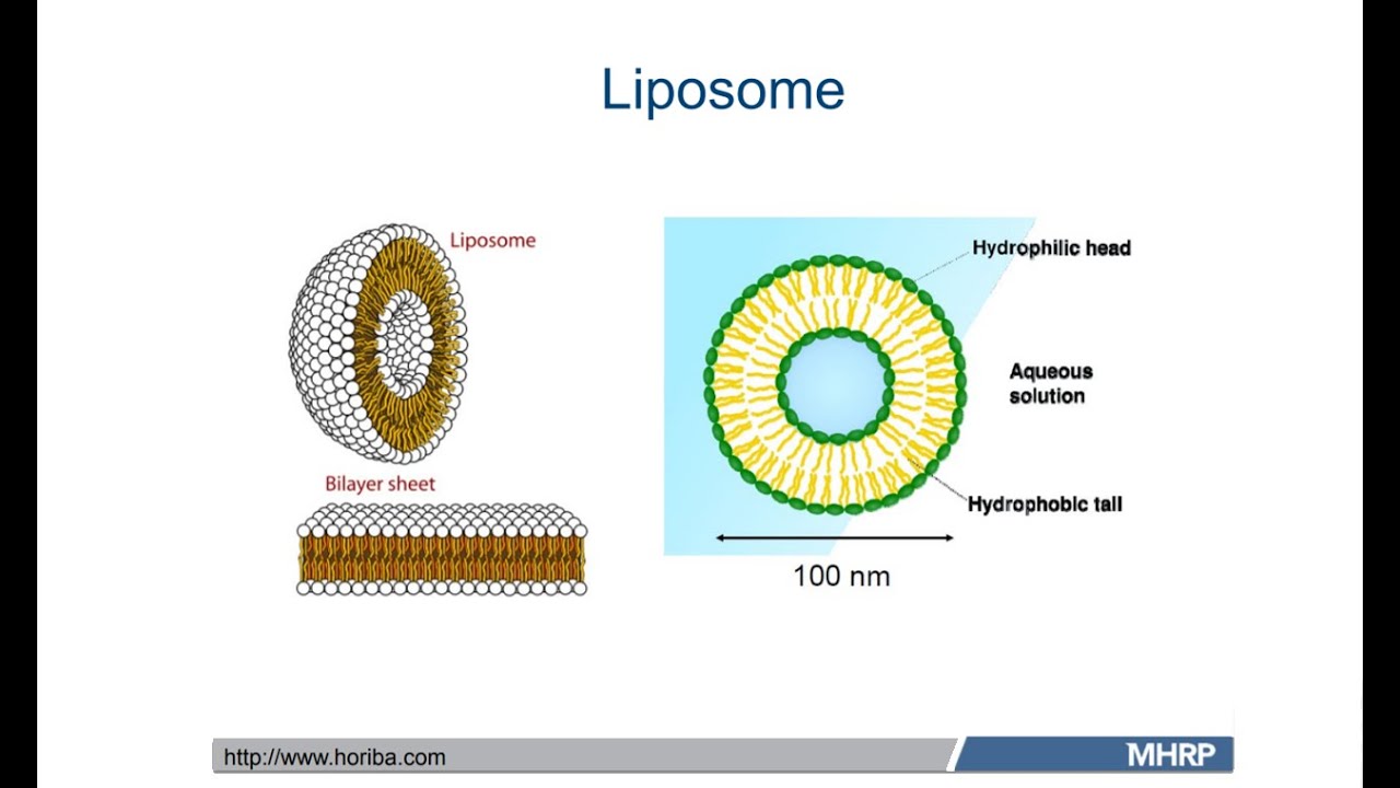 Particle Size of Polydisperse Liposome Formulations With Multispectral ...