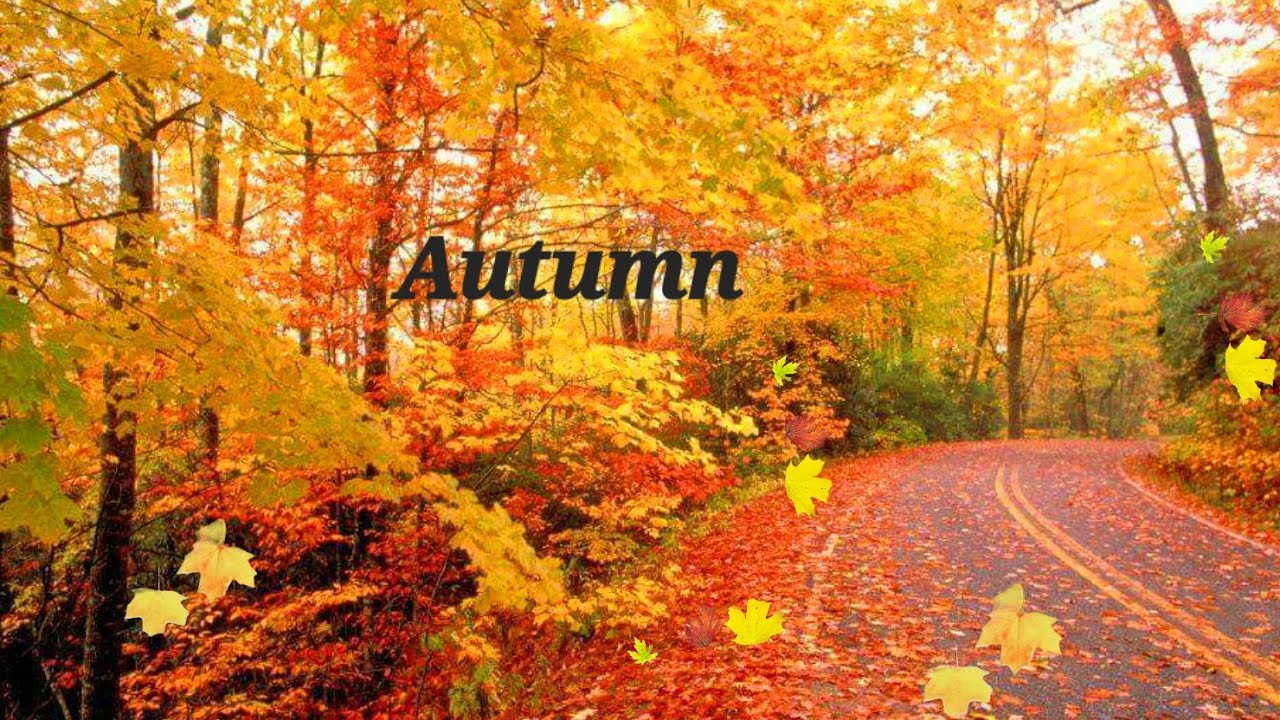 Autumn Wind | Autumn Sounds | Autumn Wind Sounds | Autumn Leaves are ...