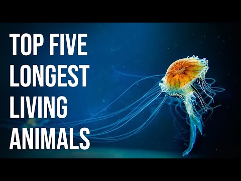 Unveiling the mystery of "Top 5 longest living organisms on earth"😮 ...