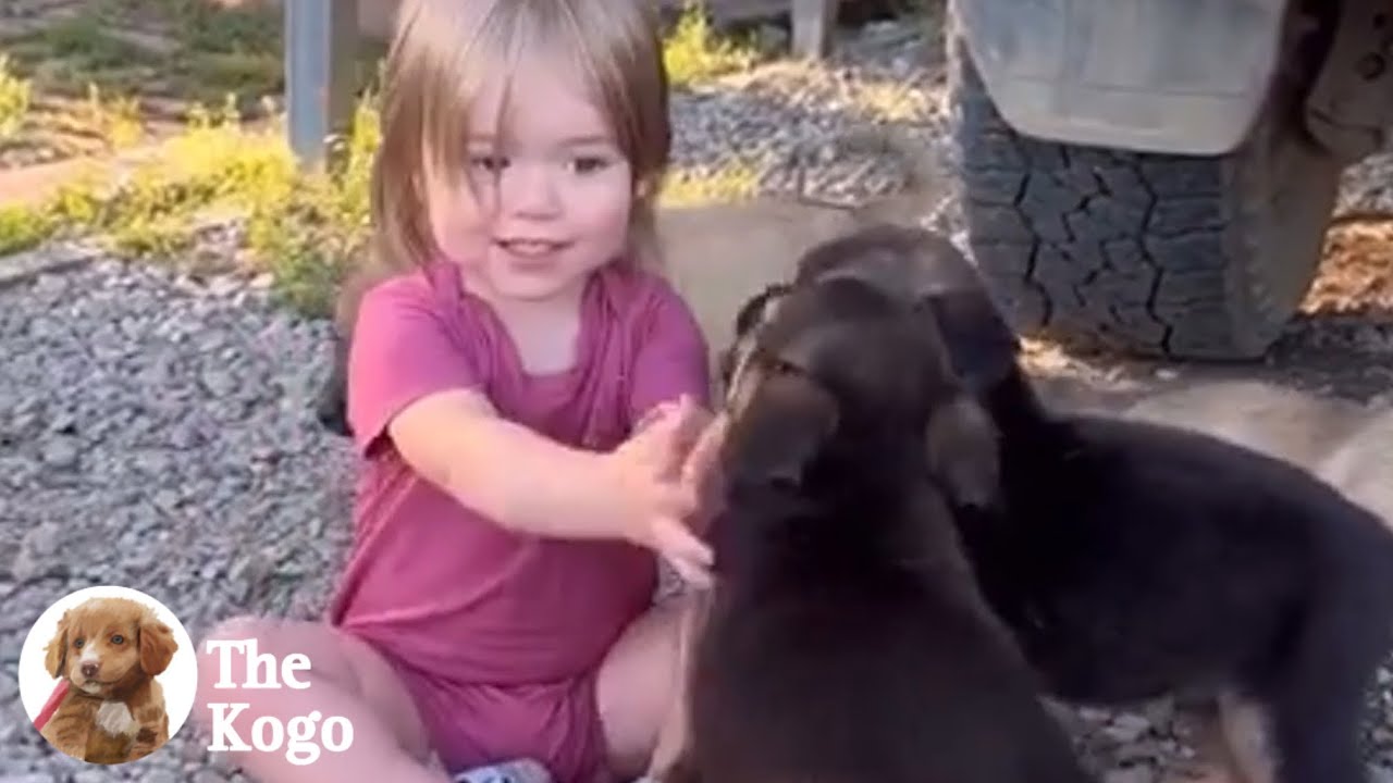 Parents Surprised Little Girl With Rescue Puppies - YouTube